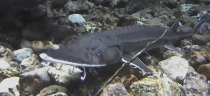 Shovelnose sturgeon (Scaphirhynchus platorynchus) - Pondife